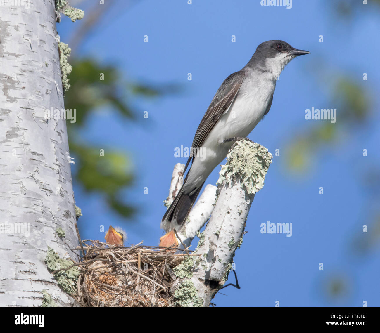 Kingbird chicks hi-res stock photography and images - Alamy
