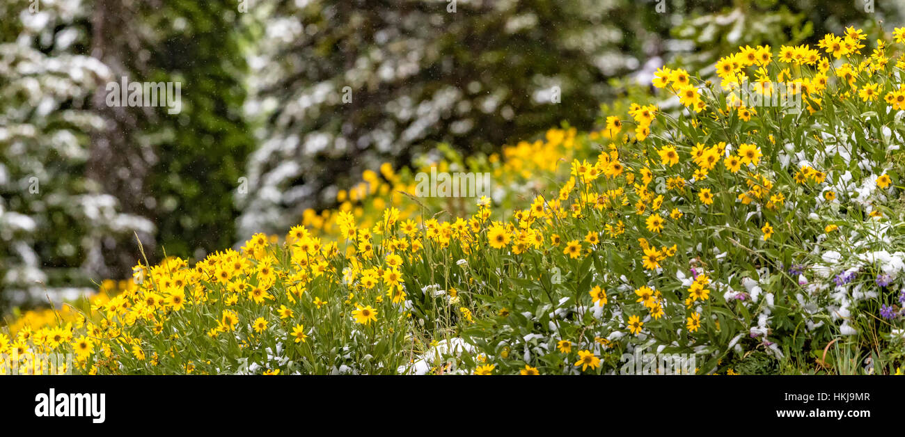 July snow-covered trees and meadow in Yellowstone National Park Stock ...