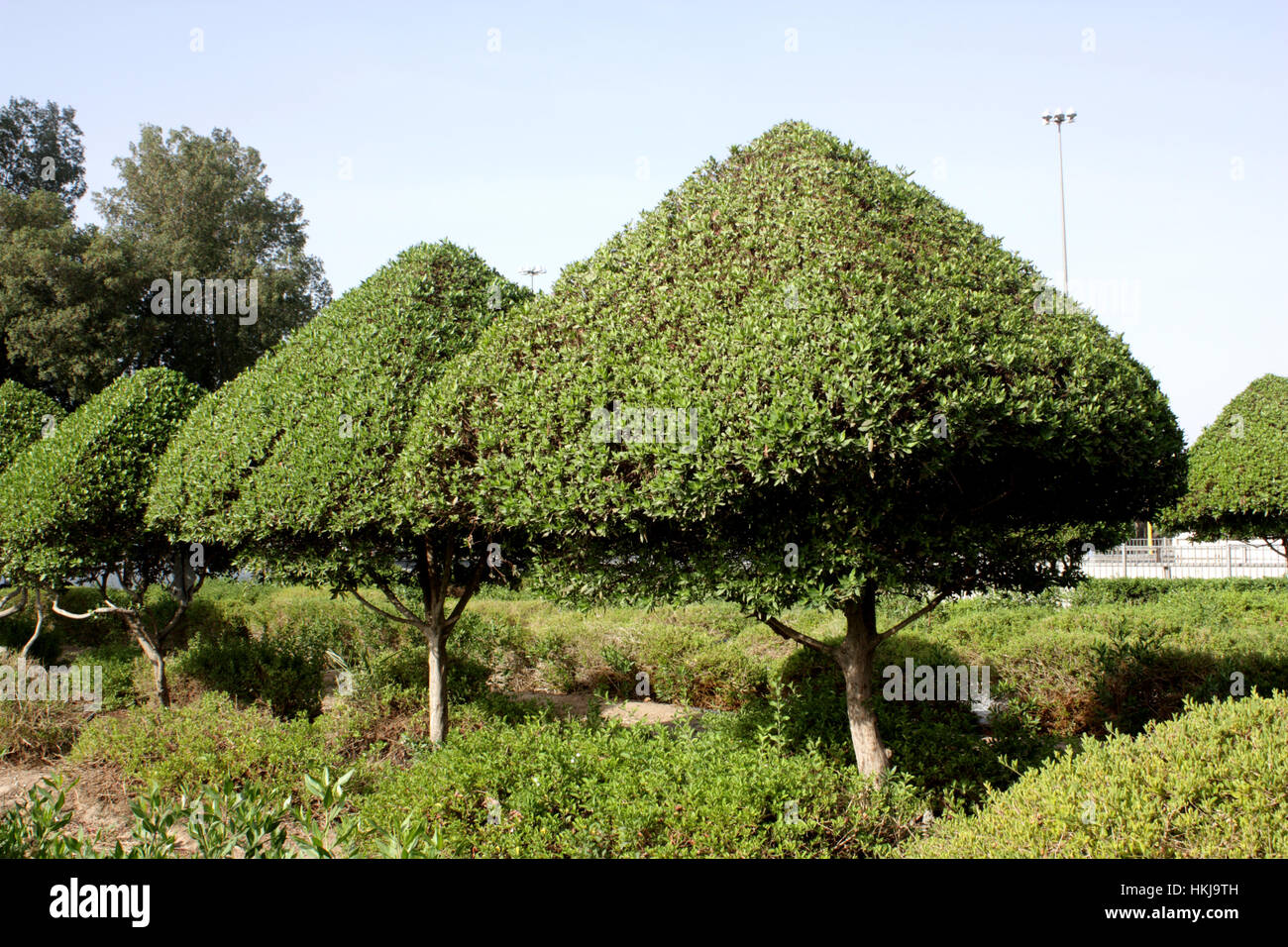 View of Garden in Saudi Arabia Stock Photo - Alamy