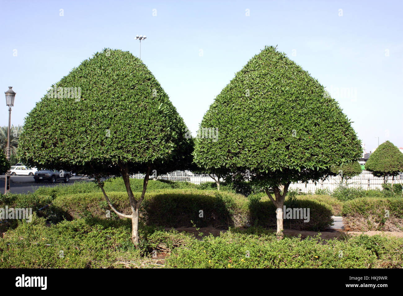 View of Garden in Saudi Arabia Stock Photo - Alamy