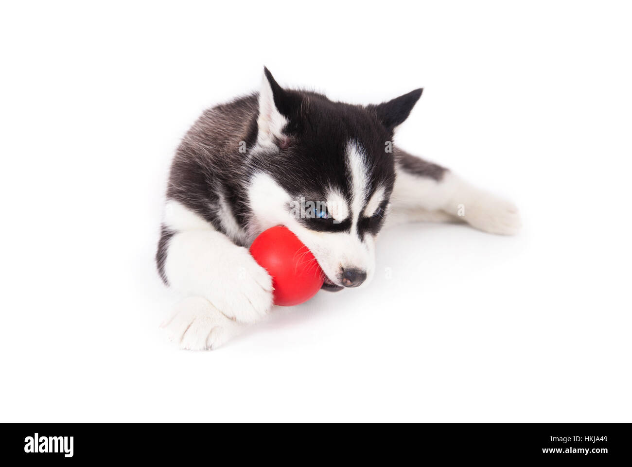 Siberian husky playing with a ball, in the studio on a white background ...