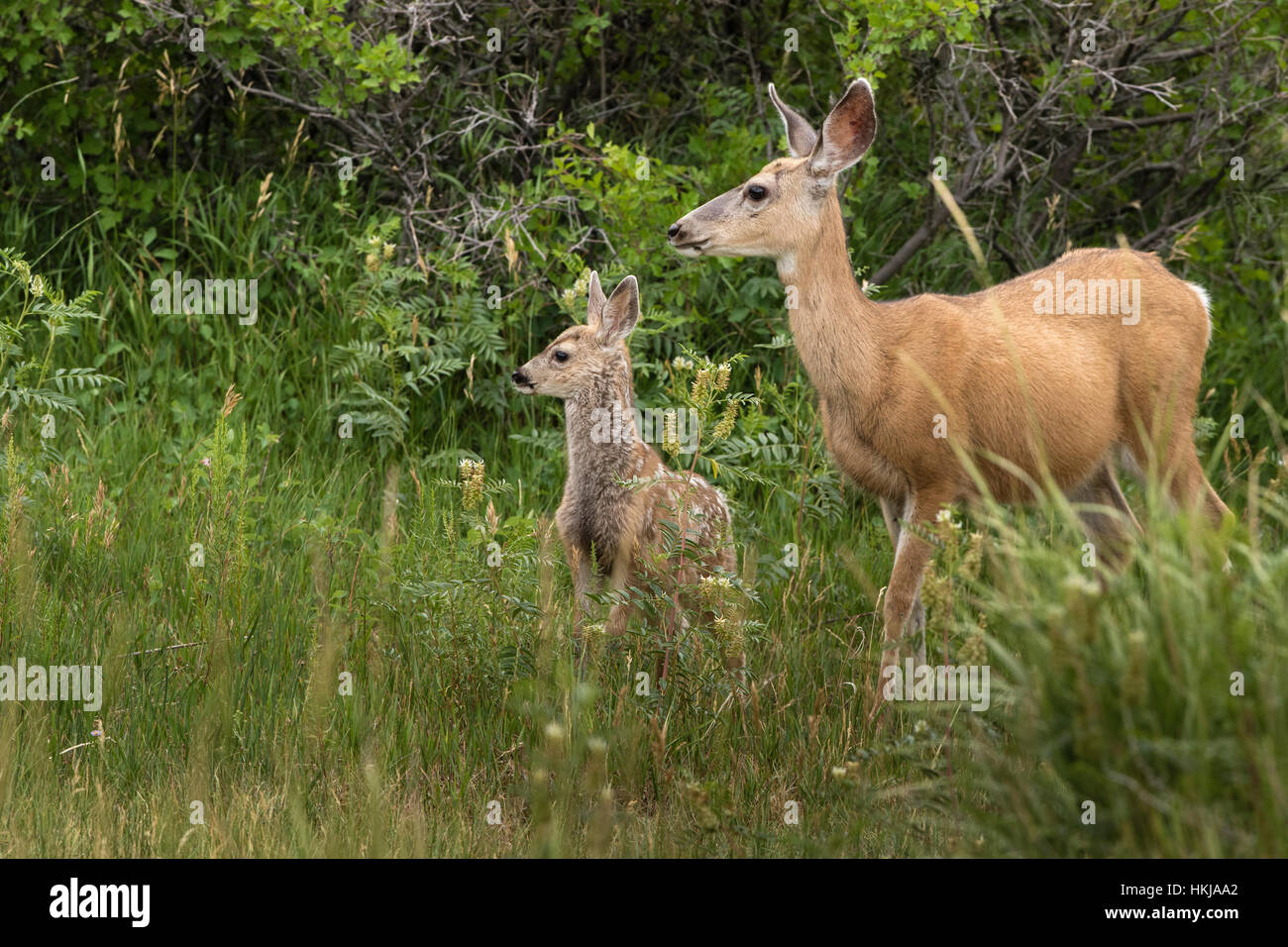 Mule deer in Yellowstone National Park Stock Photo - Alamy