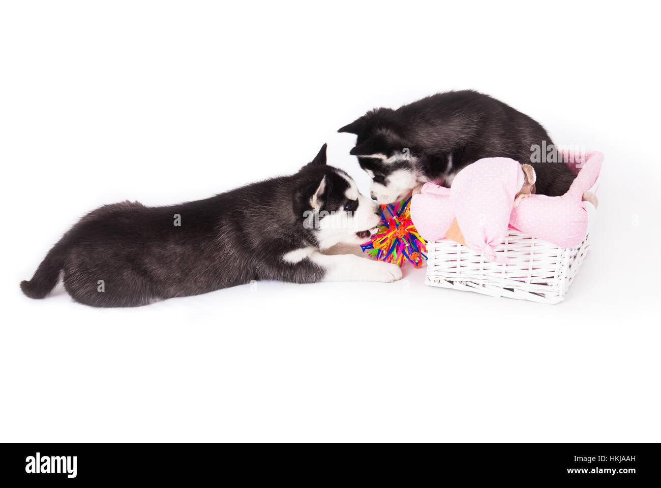 Two Siberian Husky puppy playing with a ball, in the studio on a white ...