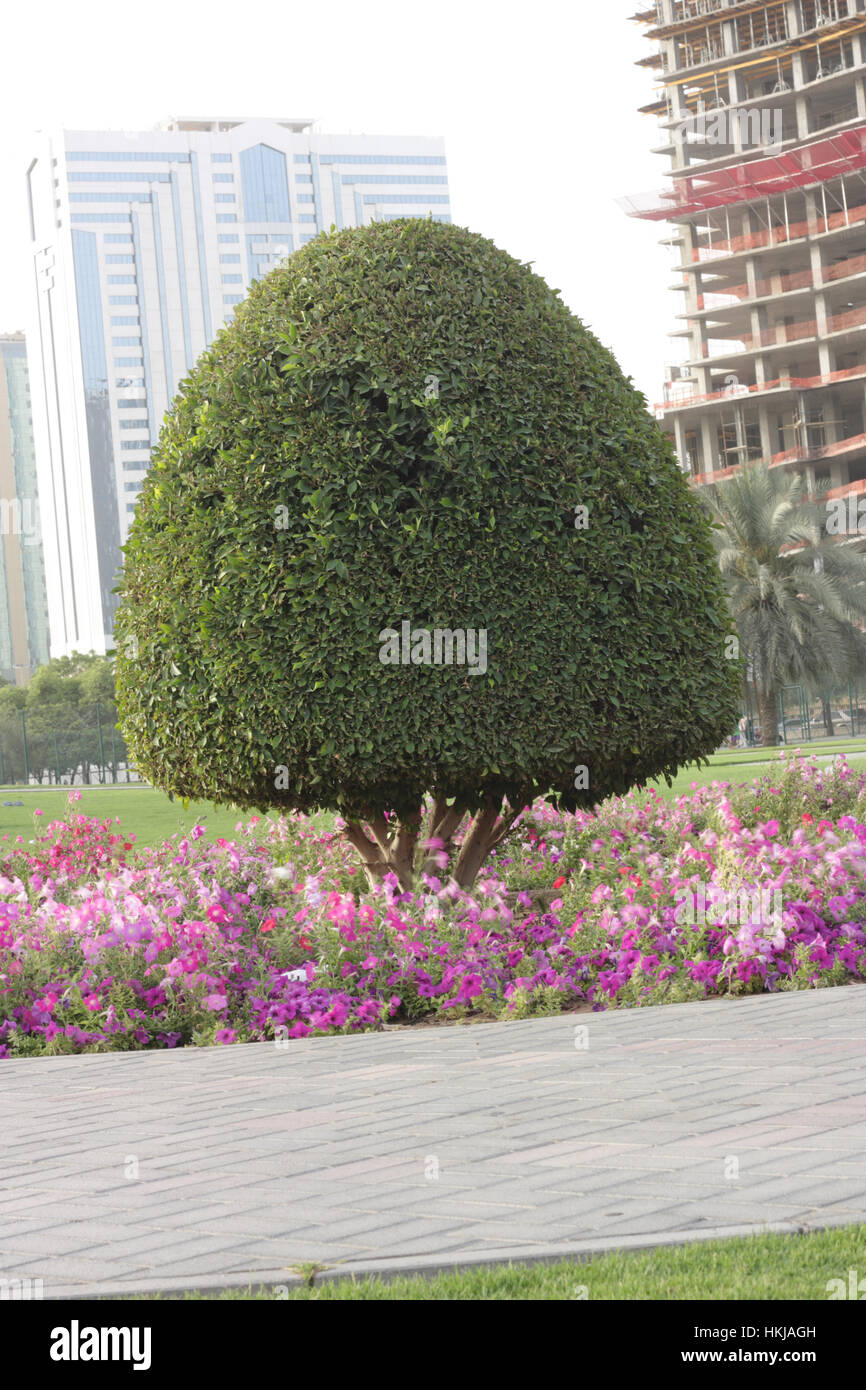 View of Garden in UAE Stock Photo - Alamy