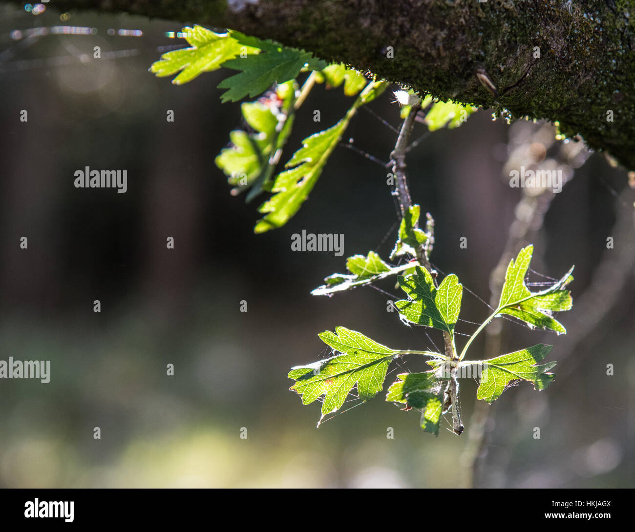 Backlit backlighting hi-res stock photography and images - Alamy