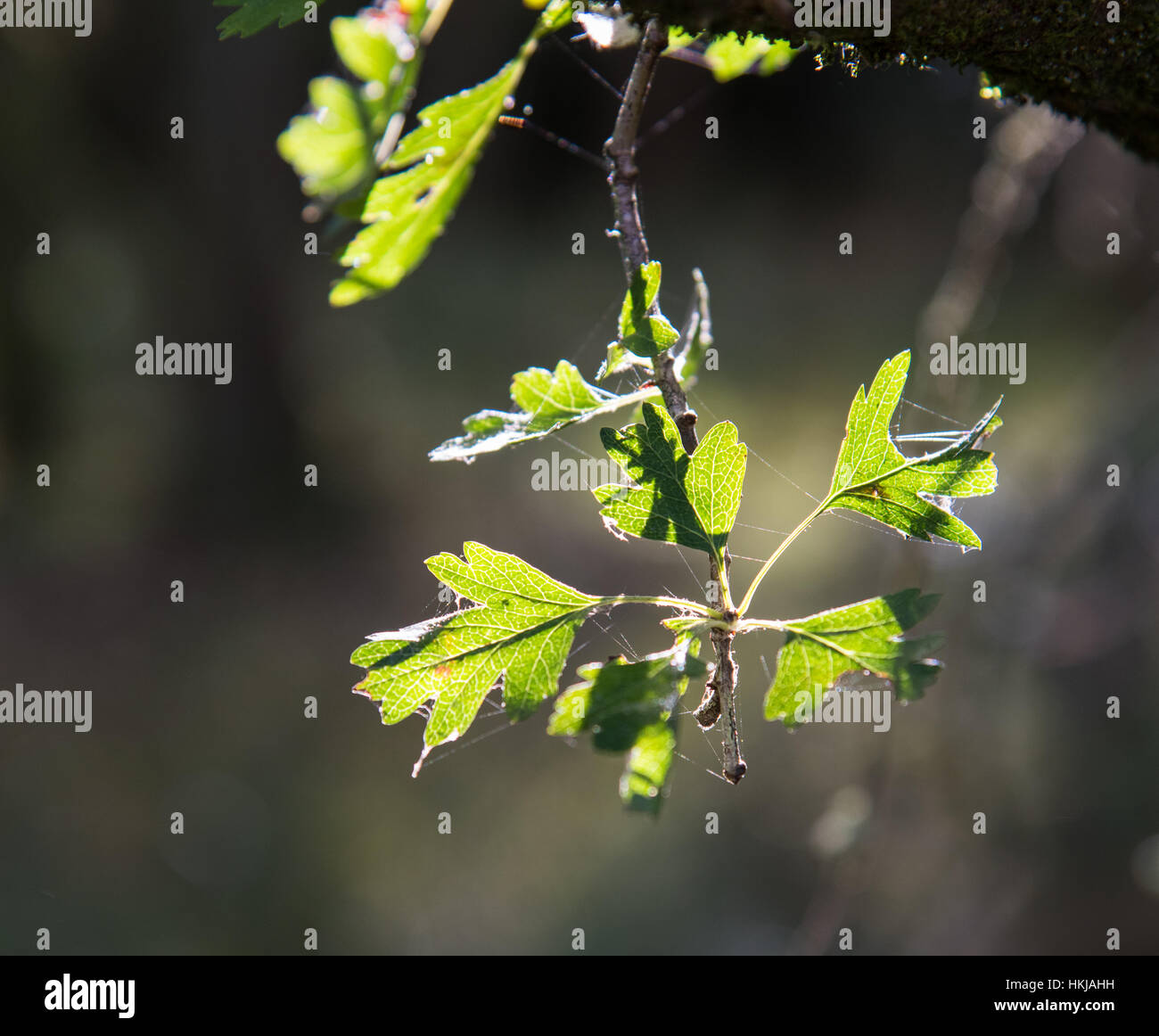 Backlit backlighting hi-res stock photography and images - Alamy