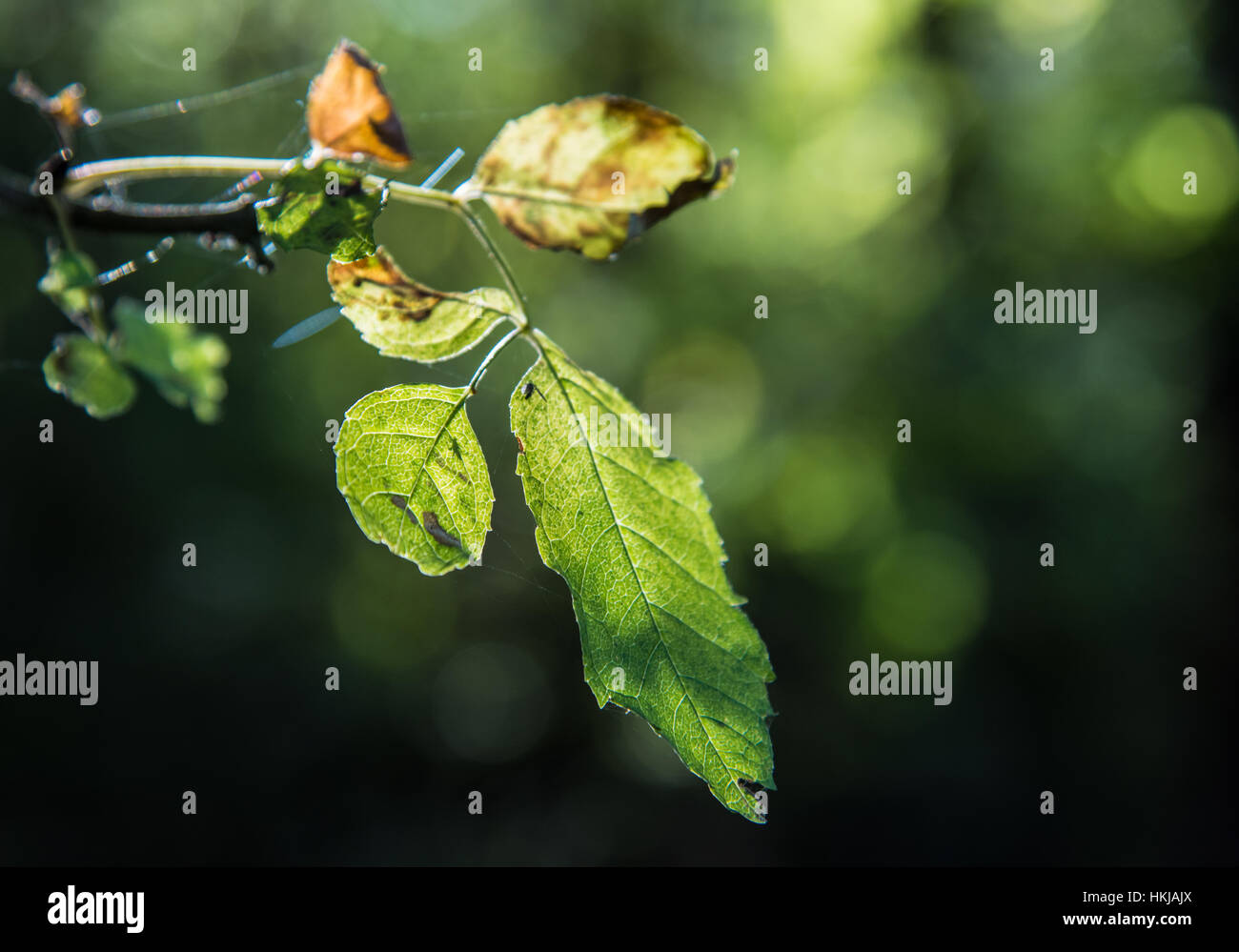 Backlit backlighting hi-res stock photography and images - Alamy