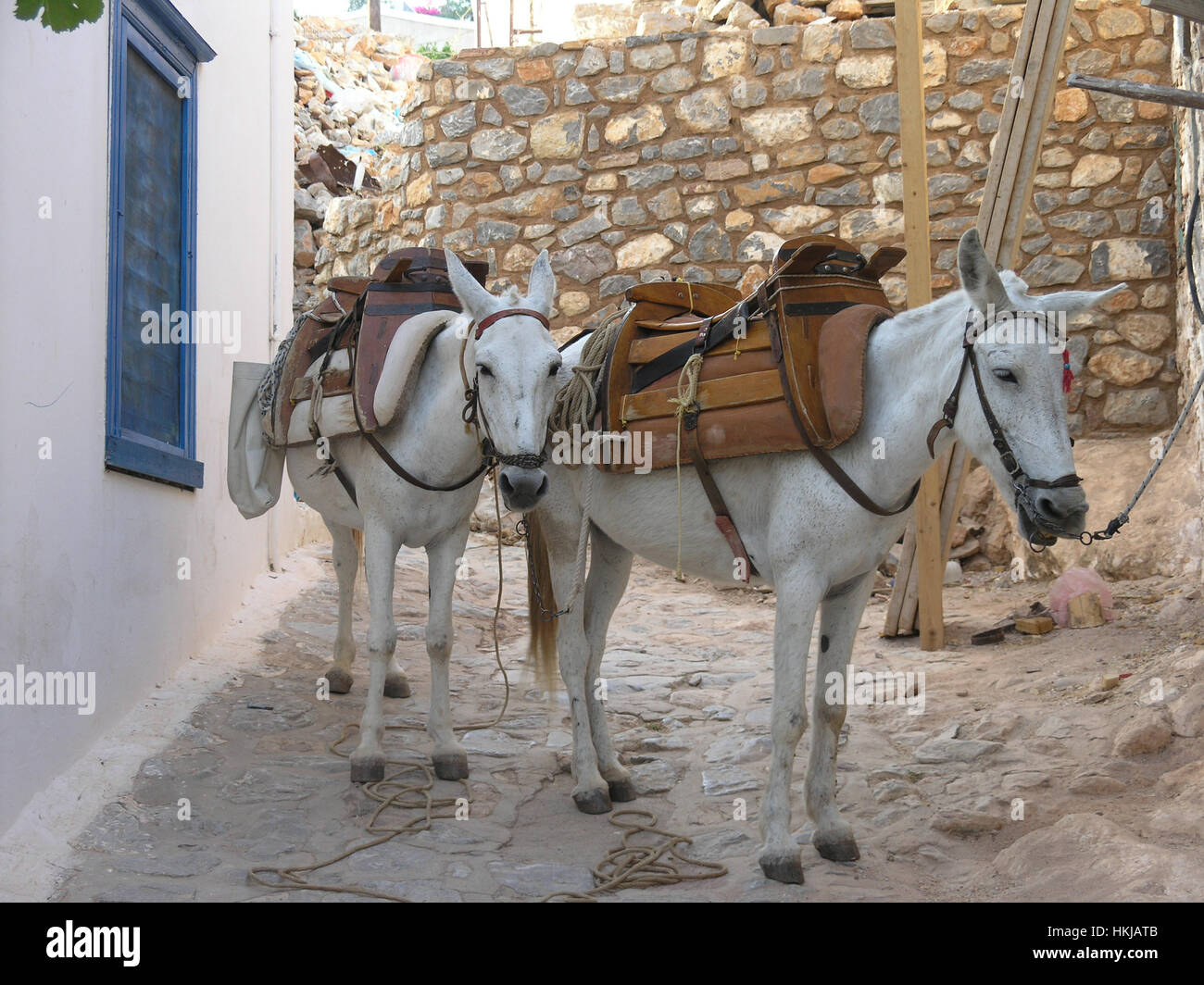 Two mules hi-res stock photography and images - Alamy