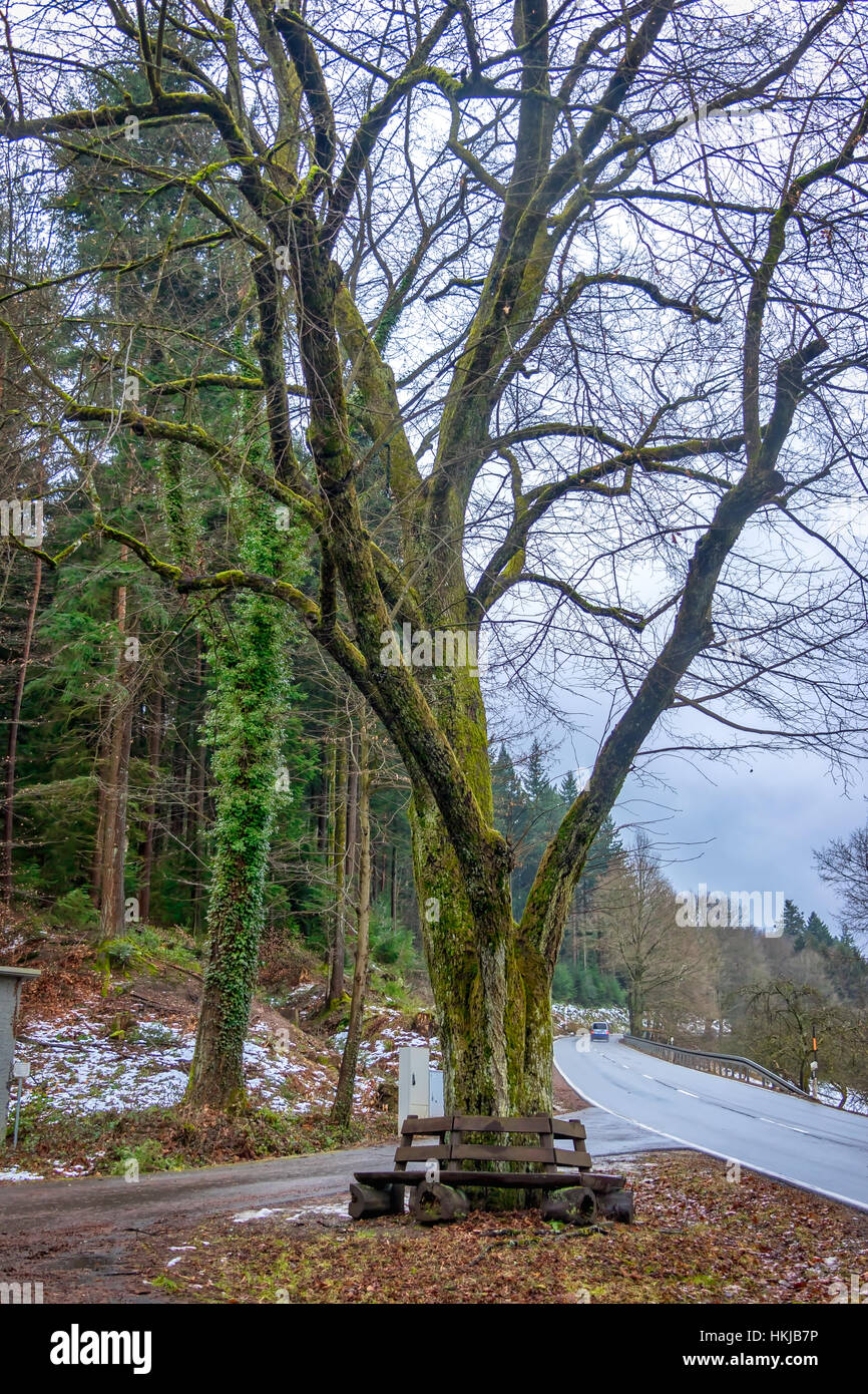 Tree & banch Stock Photo - Alamy