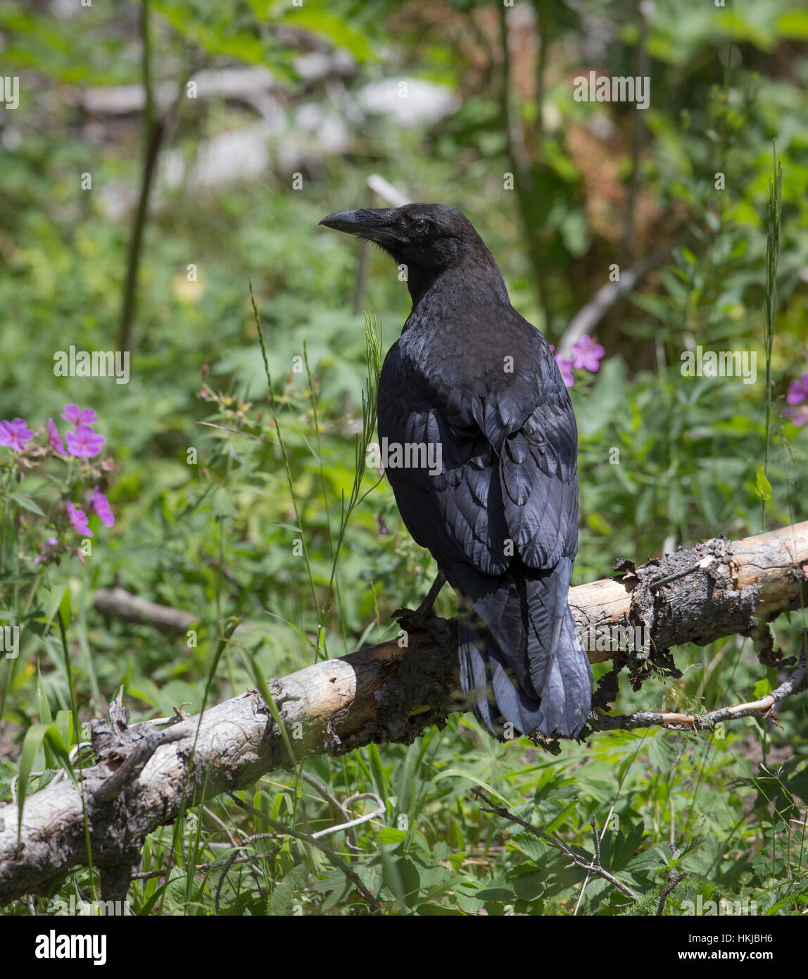 Common raven in Yellowstone National Park Stock Photo - Alamy