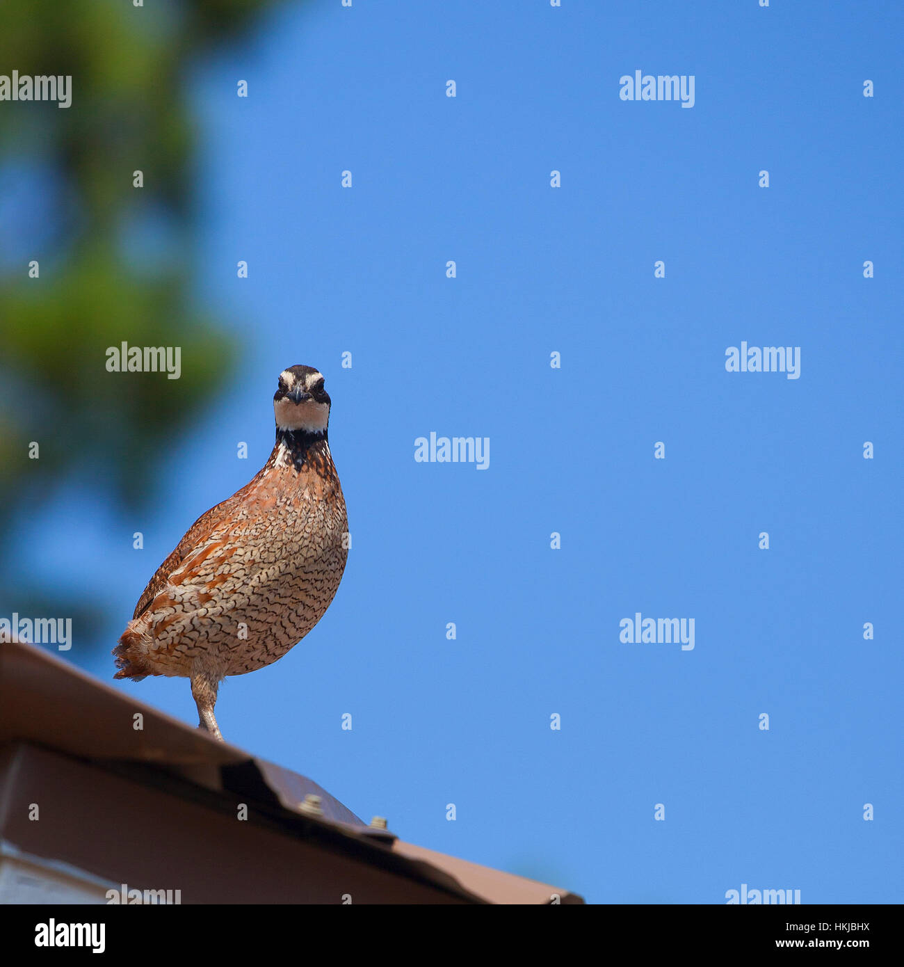 Male bobwhite quail that looks like it is looking at the camera from ...