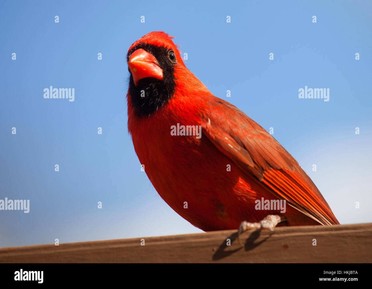 Bright red male cardinal from below standing on a board with blue sky ...