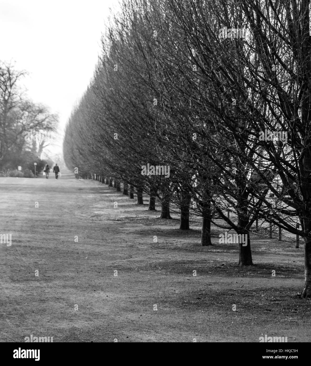 Park trees with two people walking down the path Stock Photo - Alamy