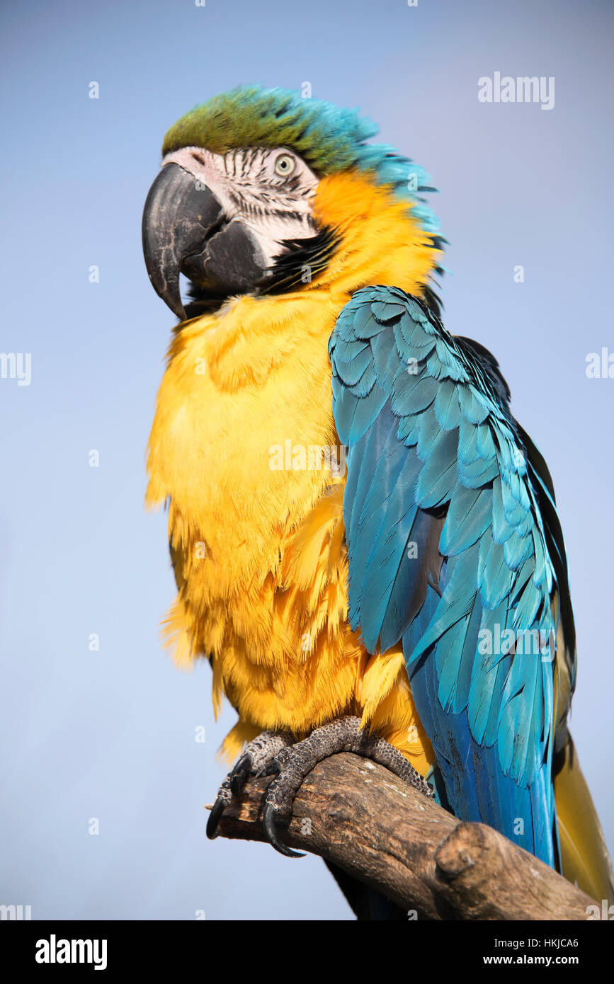 Blue And Gold Macaw Wings