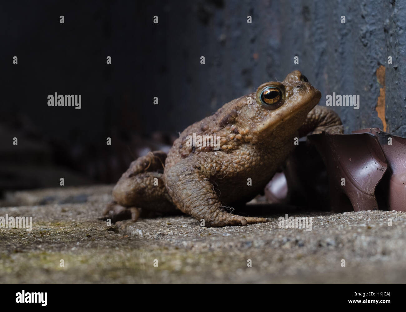 Cane toad isolated hi-res stock photography and images - Alamy