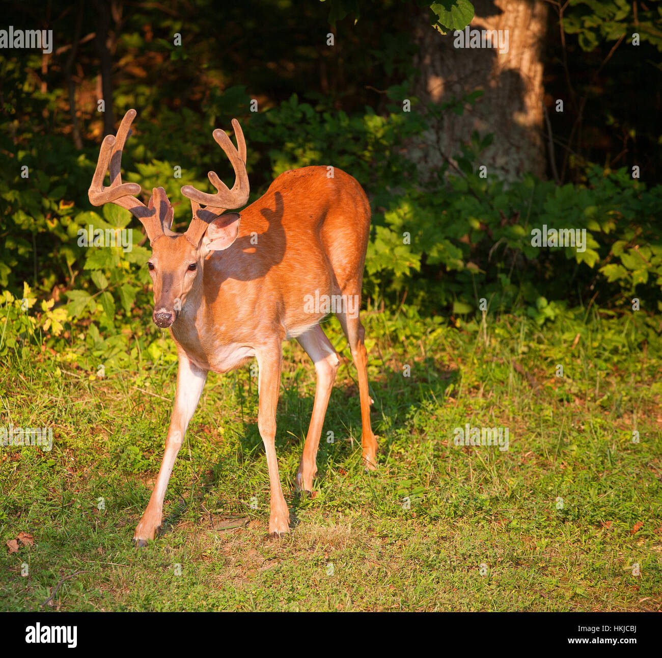 Big whitetail buck with velvet antlers leaving the woods Stock Photo ...