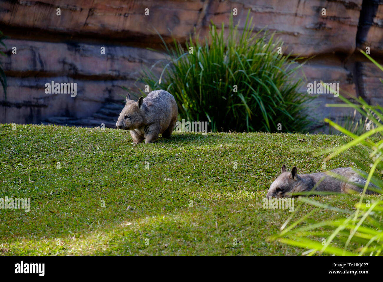 Wombat - Australia Zoo Stock Photo - Alamy