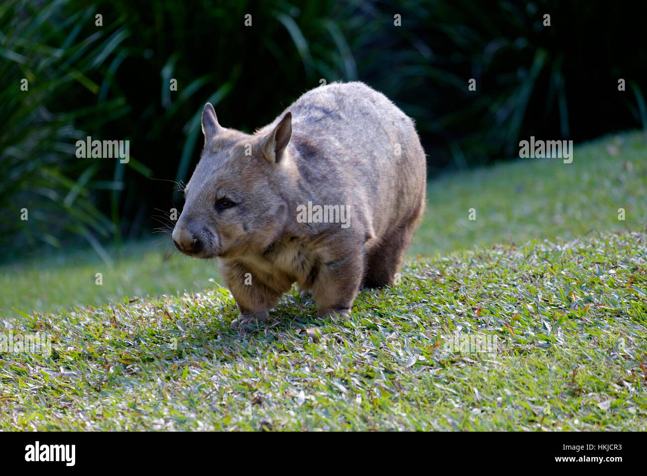 Wombat - Australia Zoo Stock Photo - Alamy