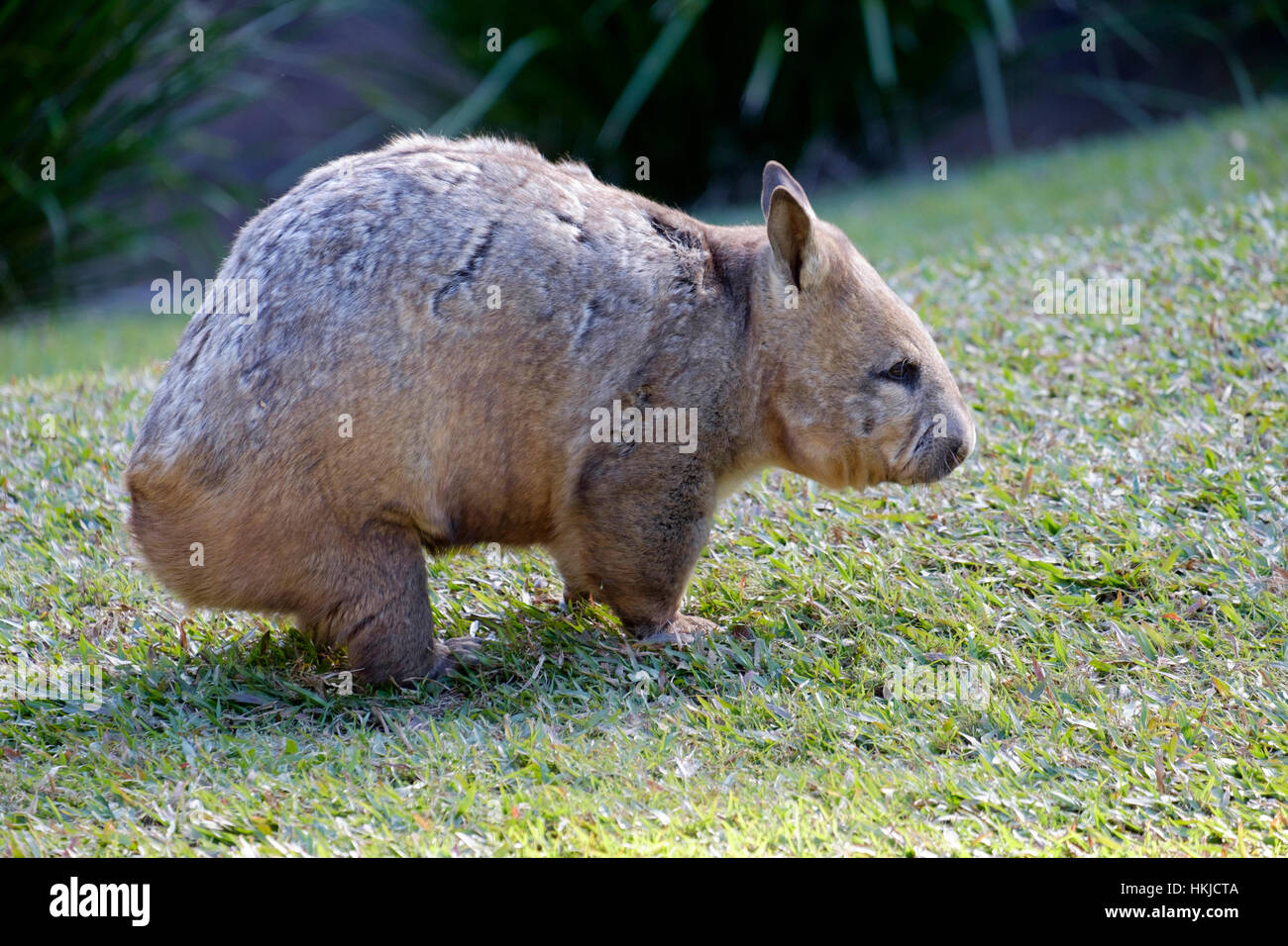 Wombat - Australia Zoo Stock Photo - Alamy