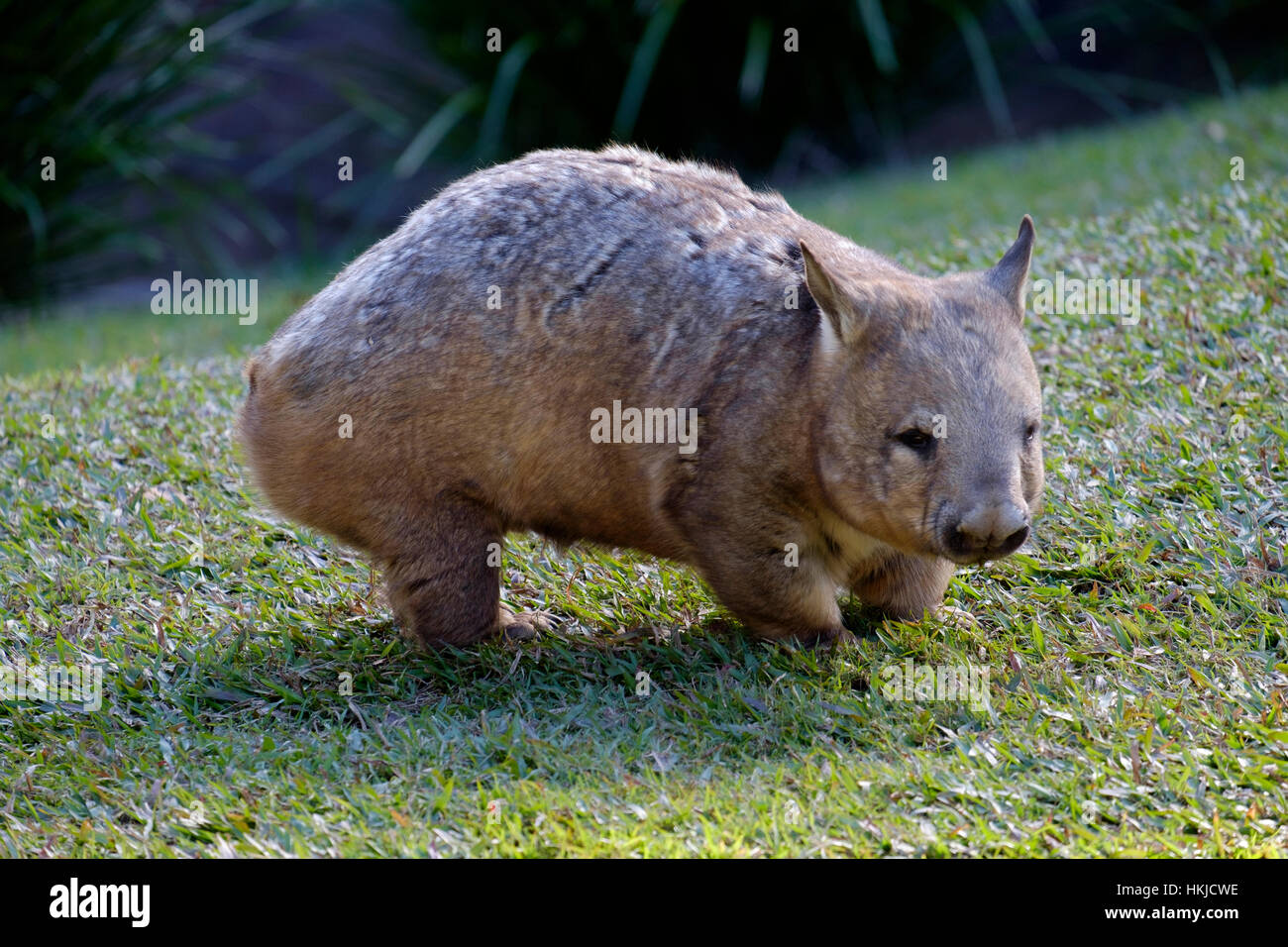 Wombat - Australia Zoo Stock Photo - Alamy