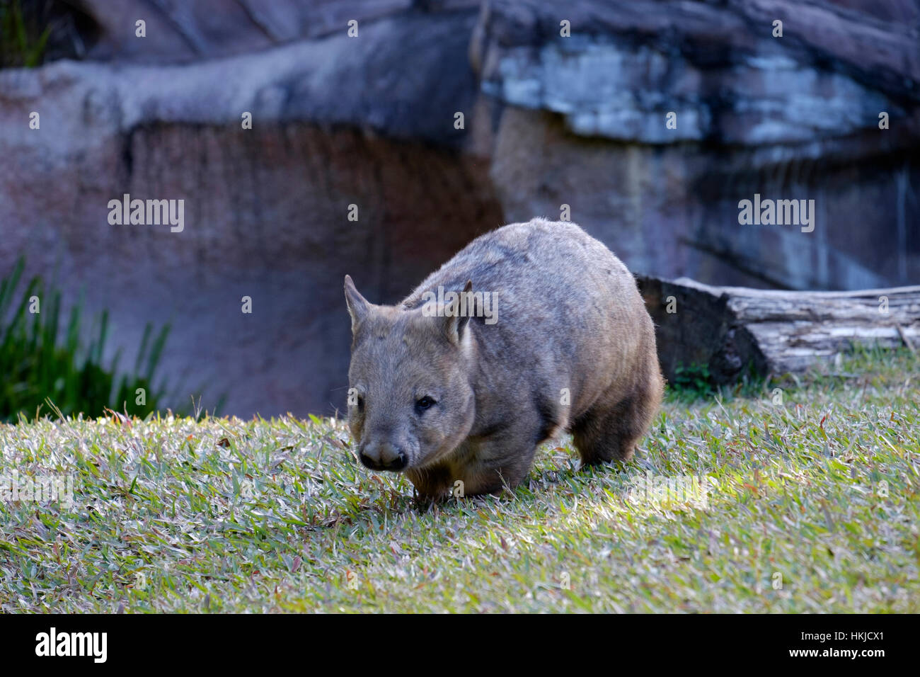 Wombat - Australia Zoo Stock Photo - Alamy