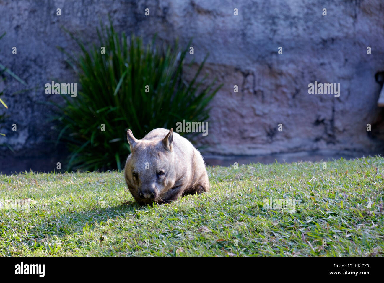 Wombat - Australia Zoo Stock Photo - Alamy