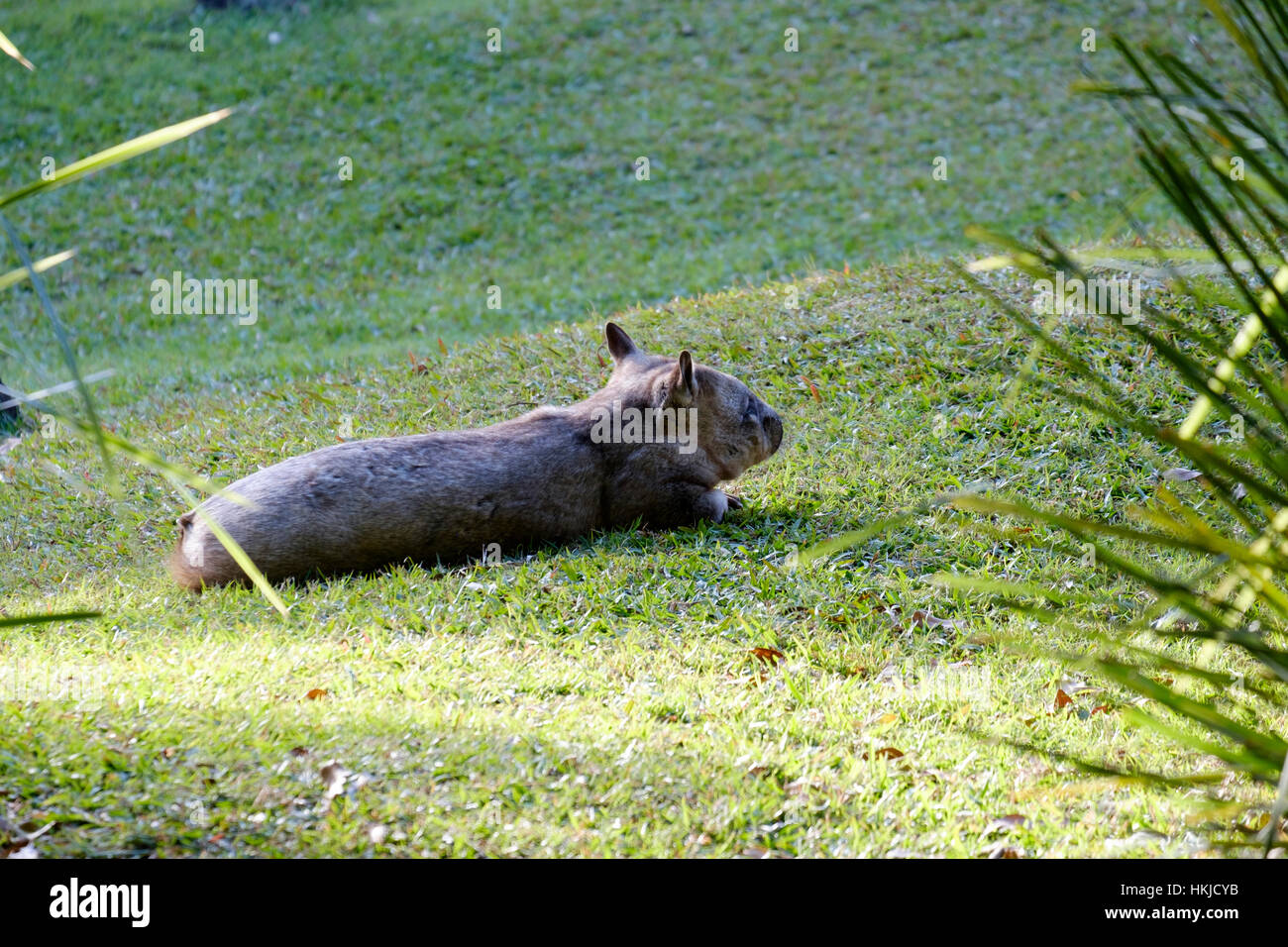 Wombat - Australia Zoo Stock Photo - Alamy