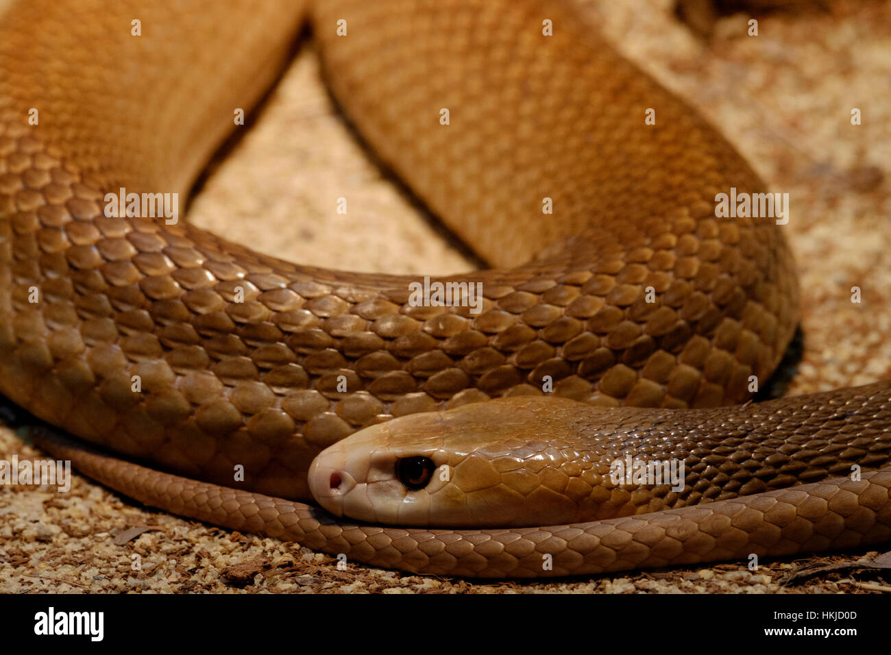 Taipan - Australia Zoo Stock Photo - Alamy