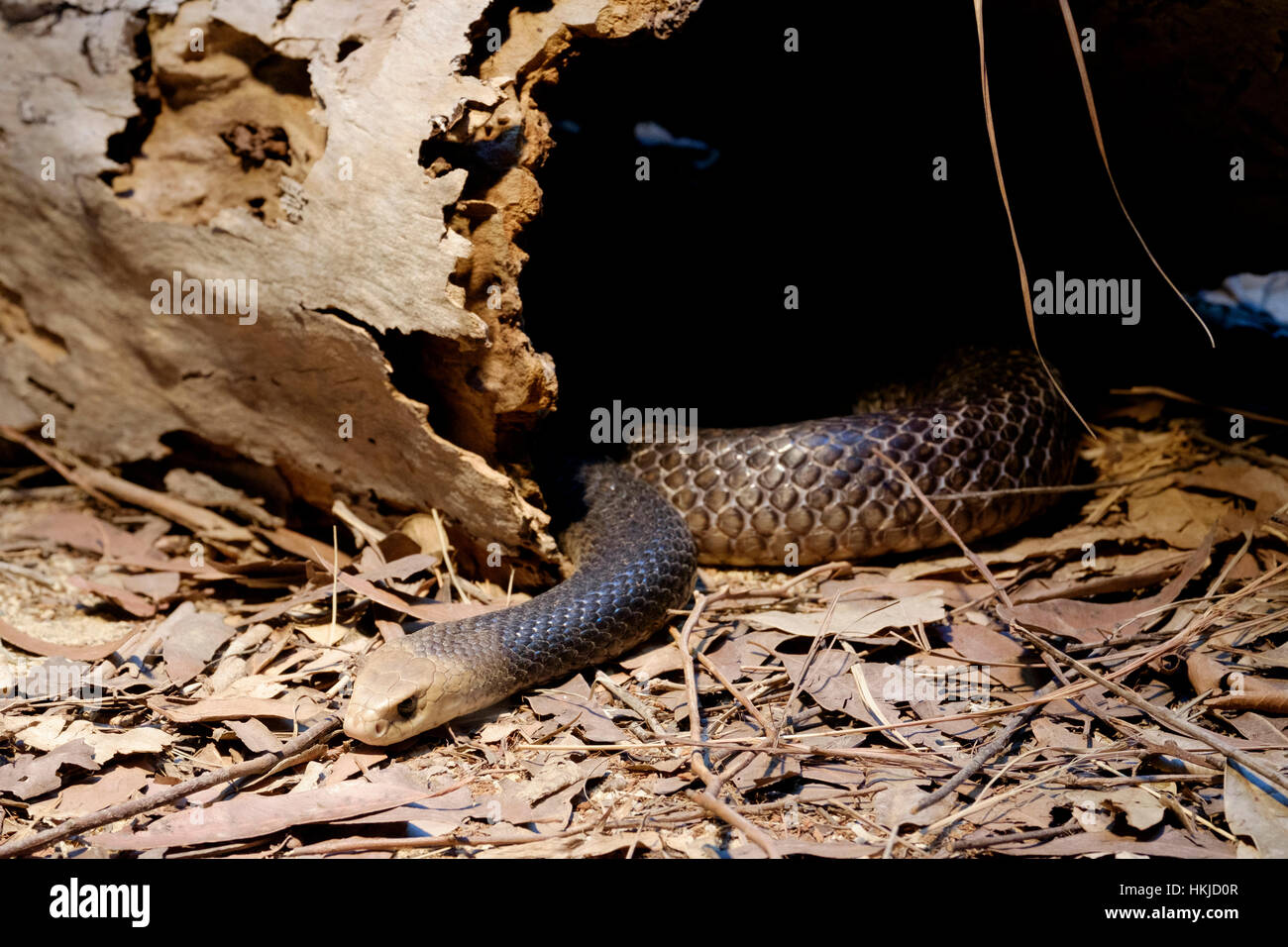 Eastern Brown Snake Stock Photos & Eastern Brown Snake Stock Images - Alamy