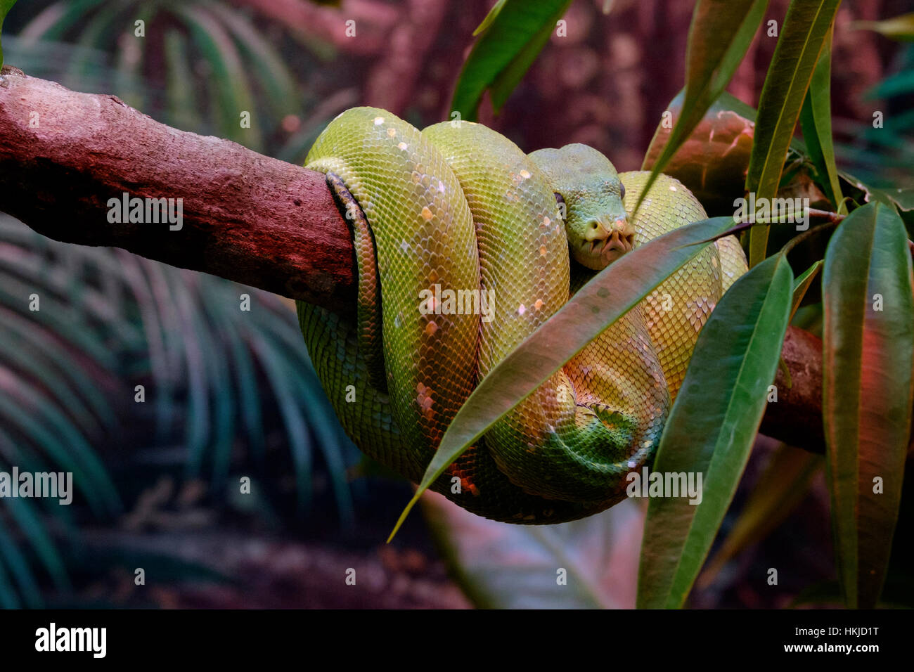 Green Python - Australia Zoo Stock Photo - Alamy