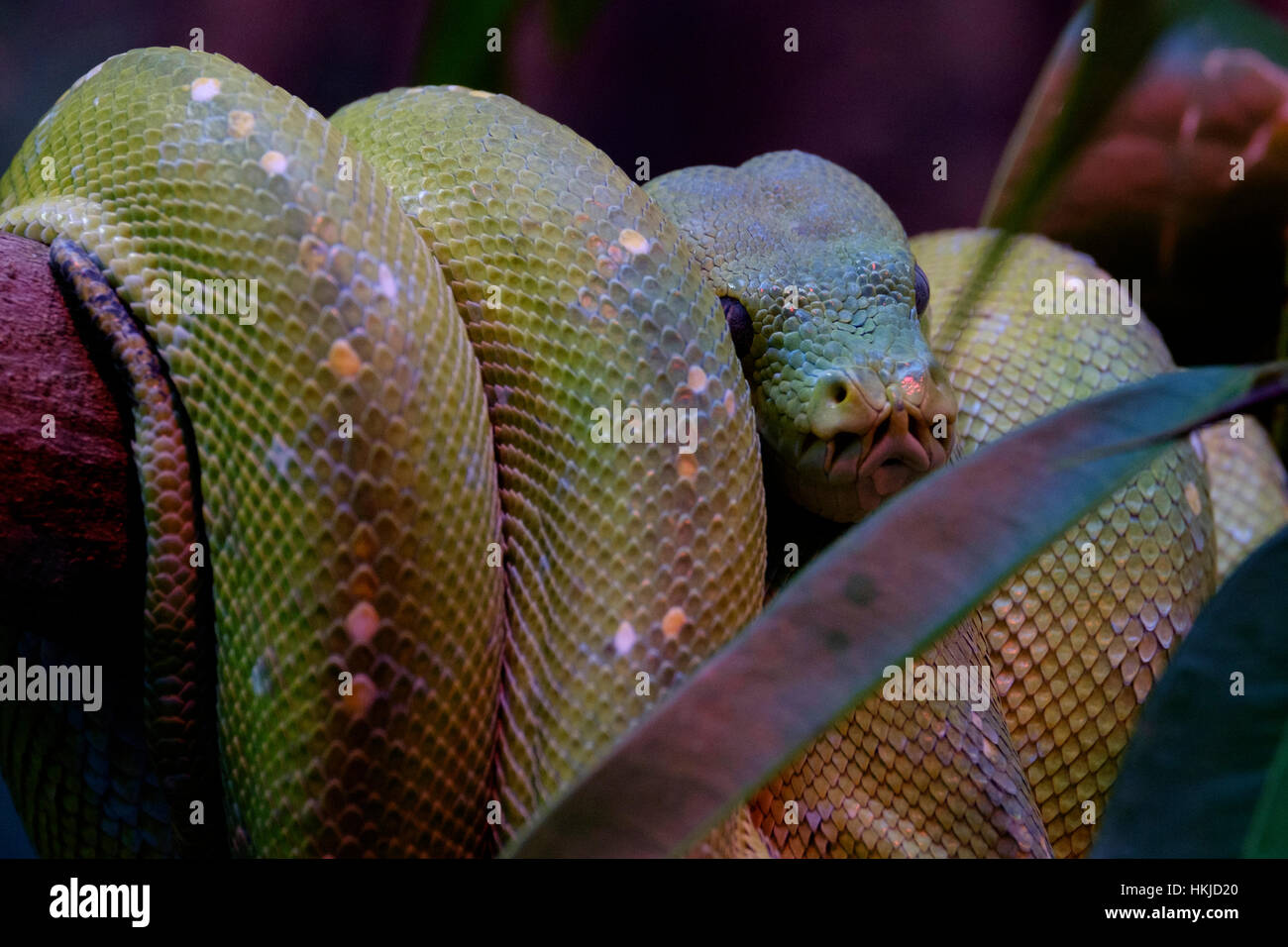 Green Python - Australia Zoo Stock Photo - Alamy