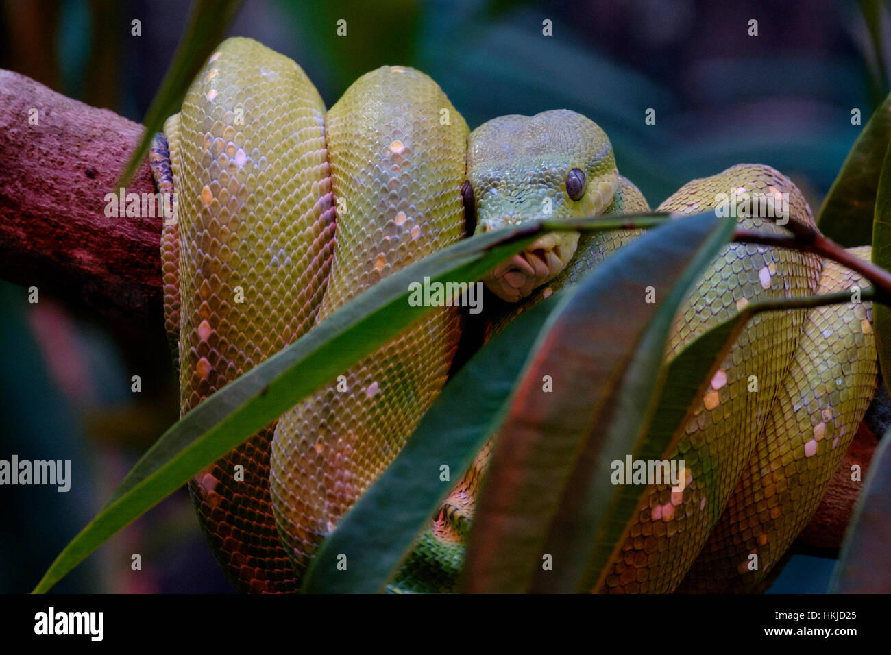 Steve irwin snake hi-res stock photography and images - Alamy