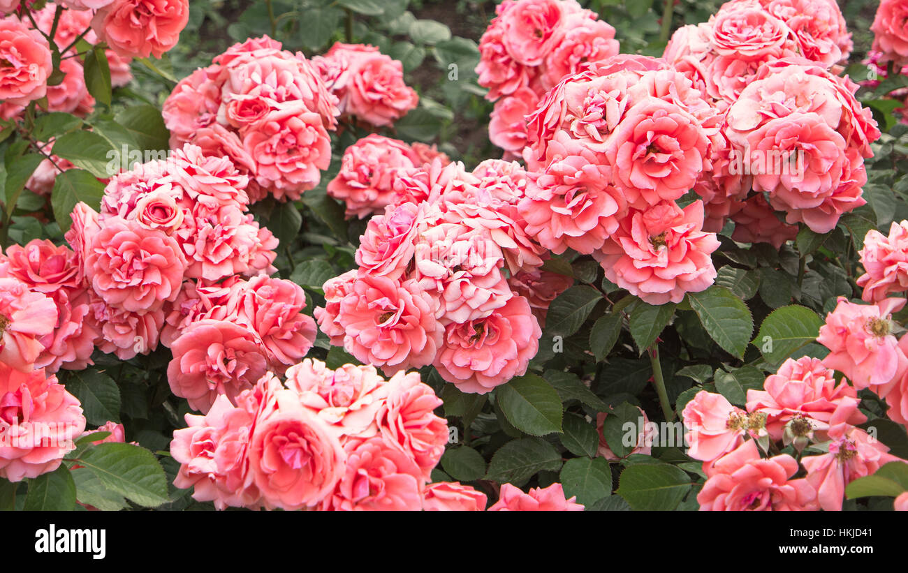 Pale pink roses shrub in garden, vintage color. Bush of beautiful pink ...