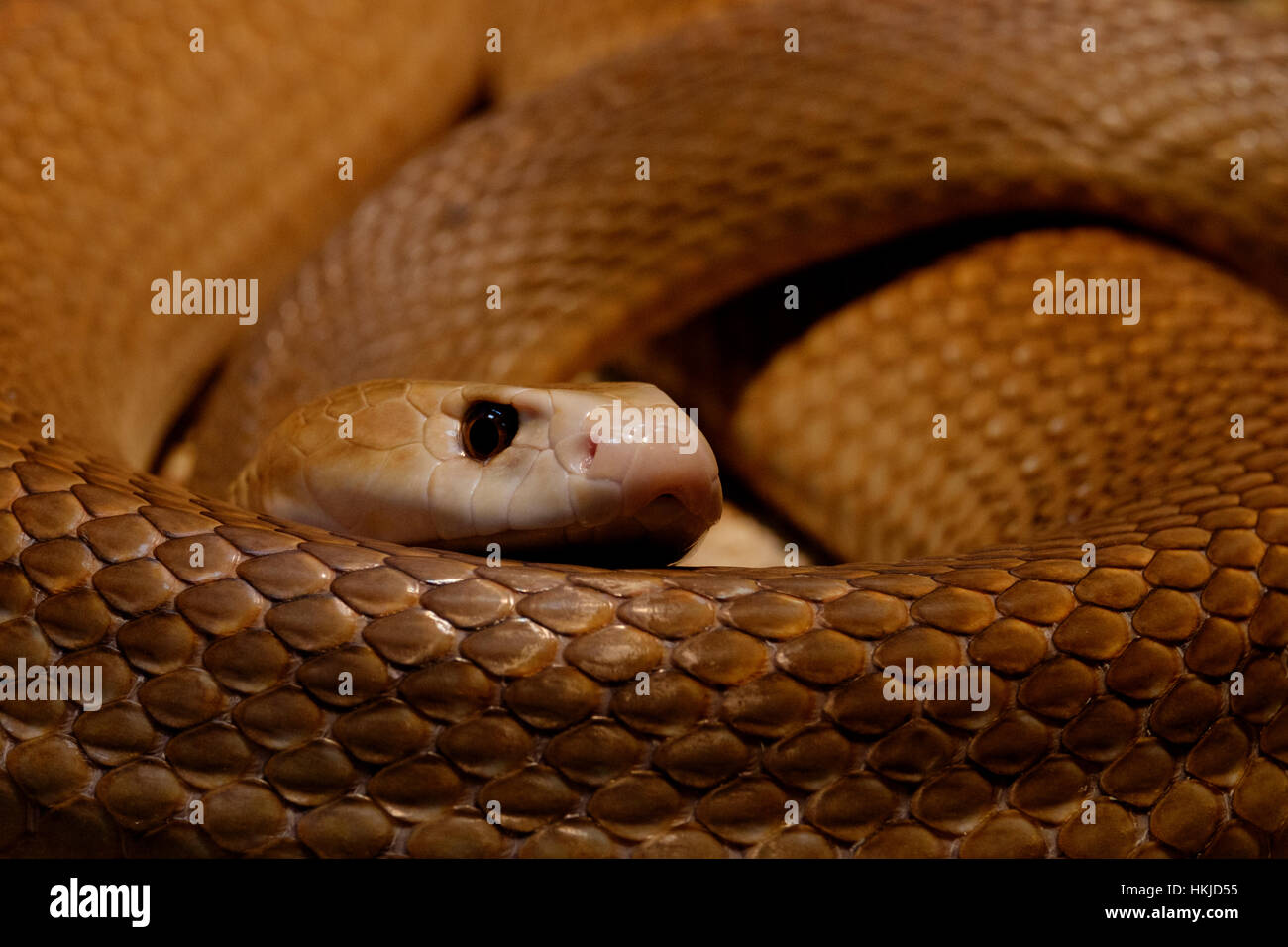 Inland Taipan Wallpaper