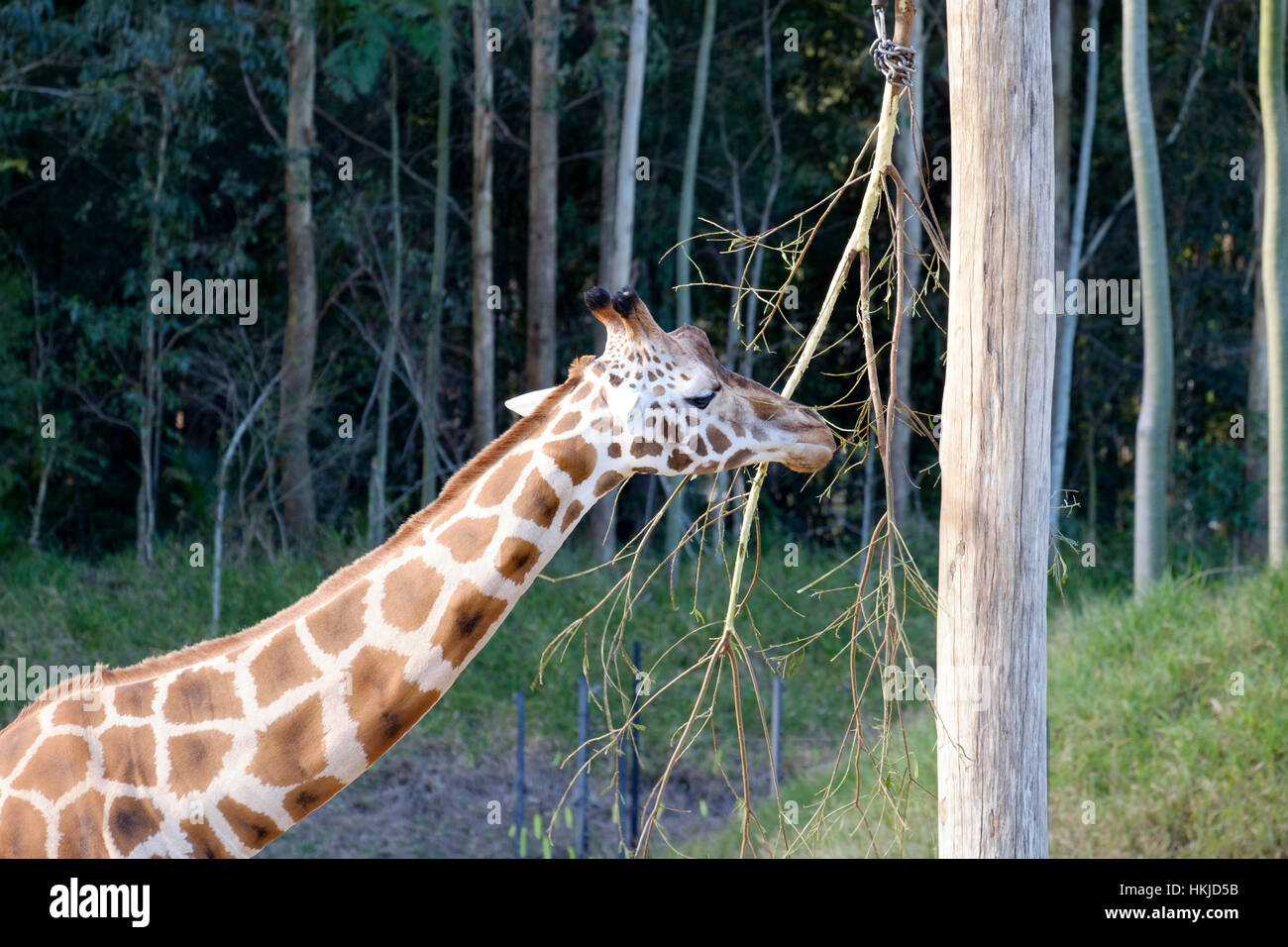 Giraffe - Australia Zoo Stock Photo - Alamy