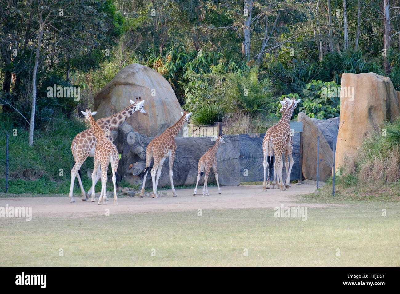 Giraffe - Australia Zoo Stock Photo - Alamy