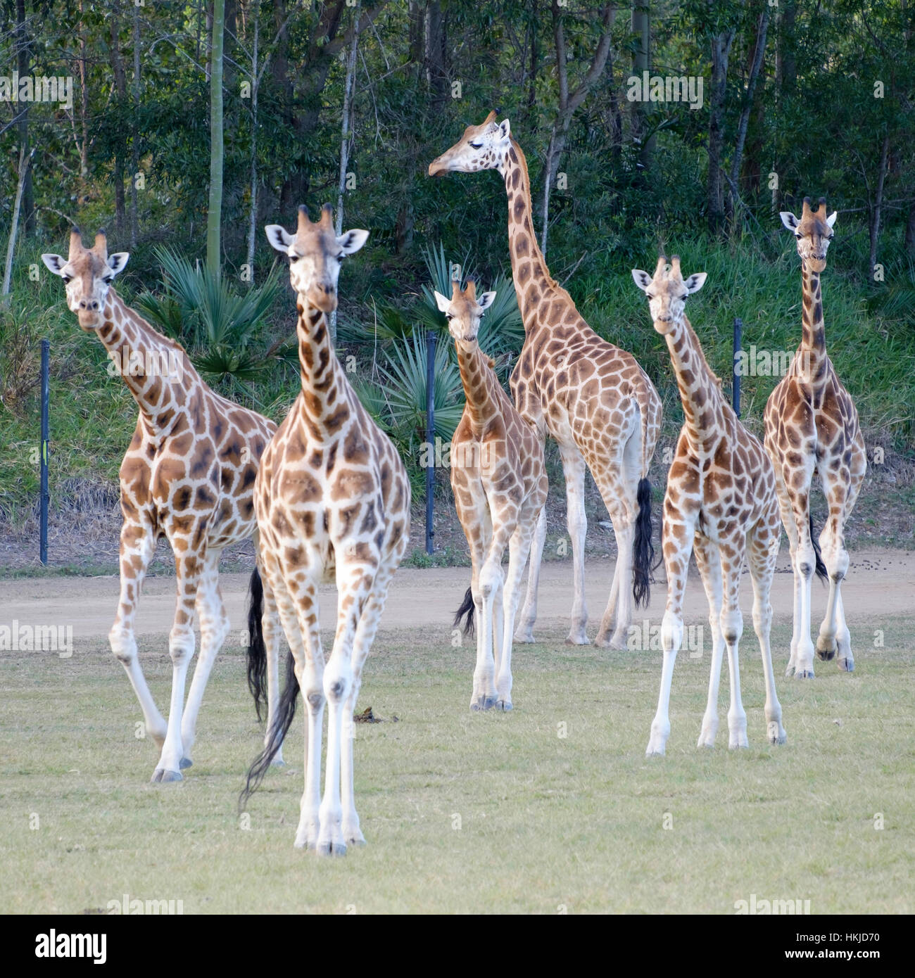 Giraffe - Australia Zoo Stock Photo - Alamy