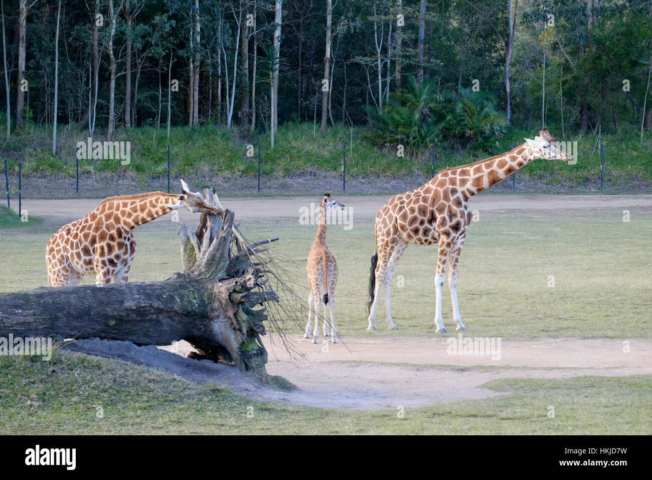 Giraffe - Australia Zoo Stock Photo - Alamy