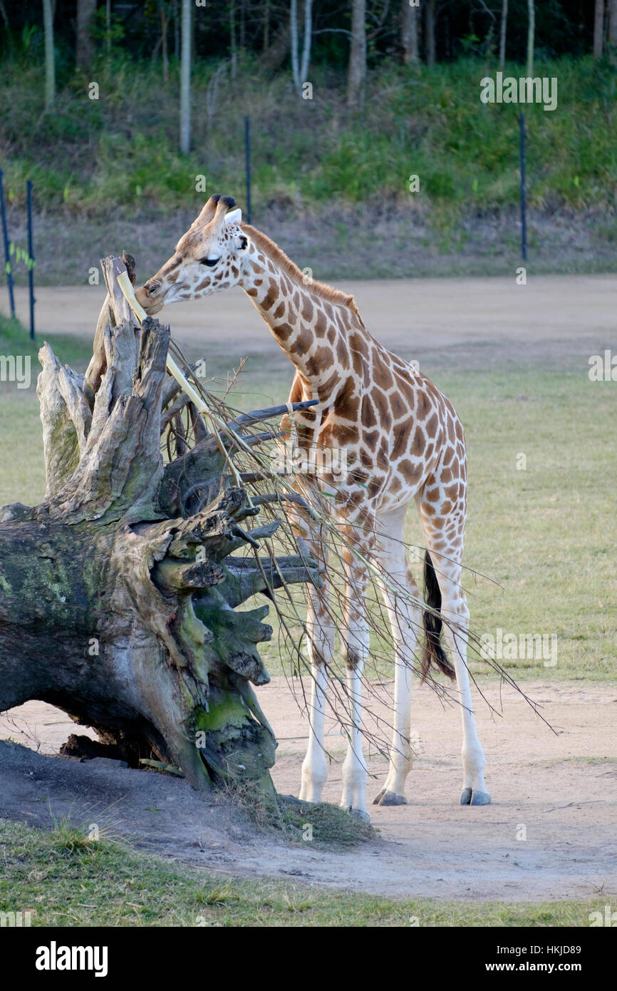 Giraffe - Australia Zoo Stock Photo - Alamy