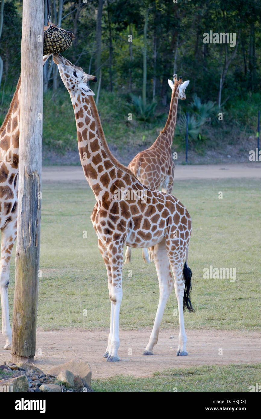 Giraffe - Australia Zoo Stock Photo - Alamy