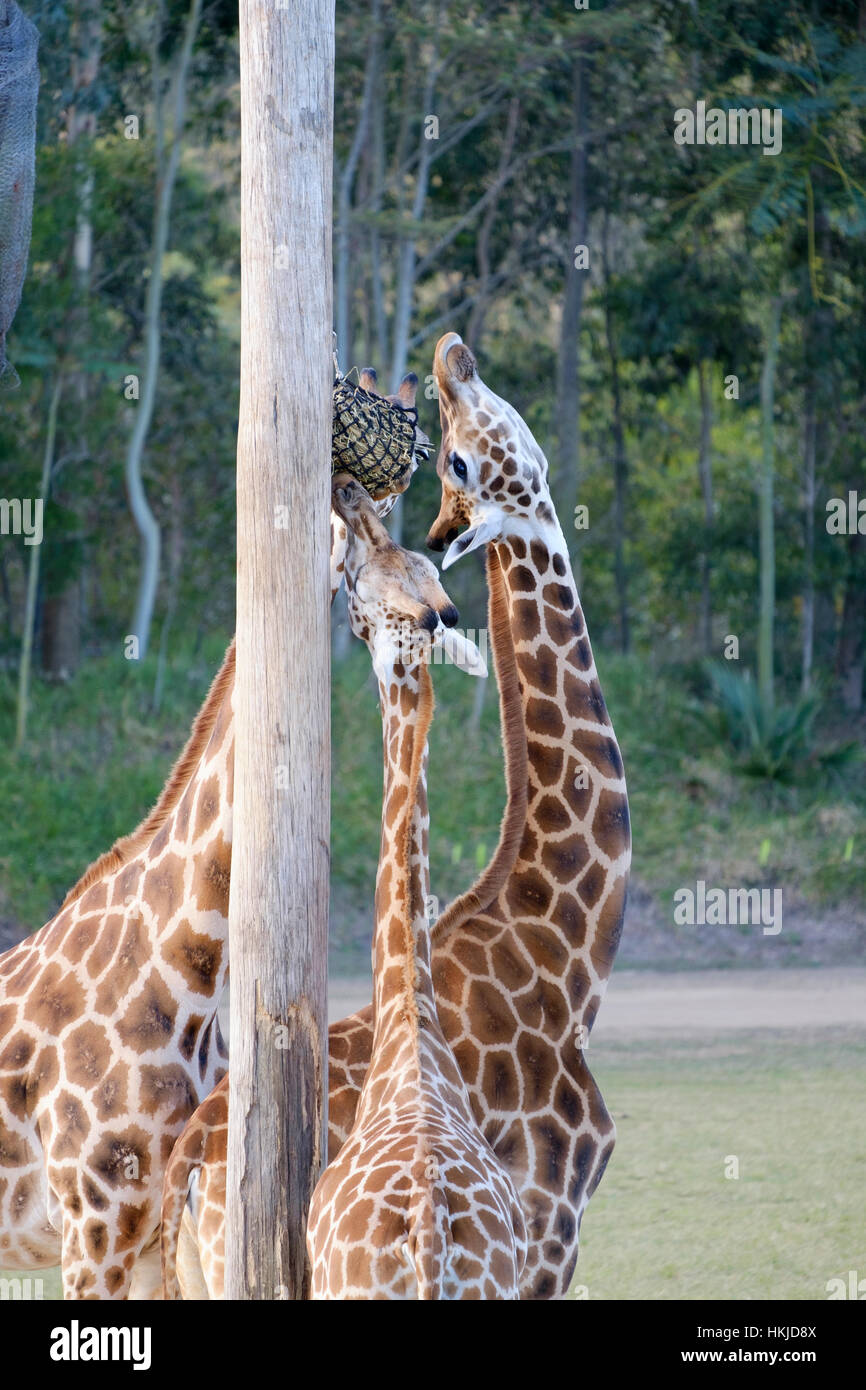 Giraffe - Australia Zoo Stock Photo - Alamy
