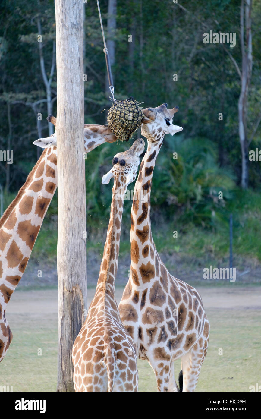 Giraffe - Australia Zoo Stock Photo - Alamy