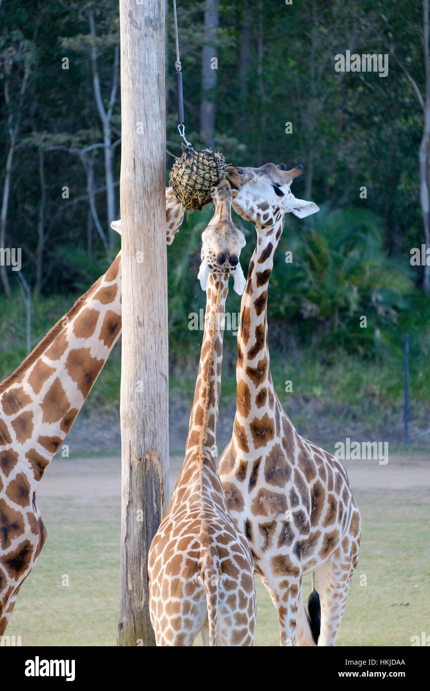 Giraffe - Australia Zoo Stock Photo - Alamy