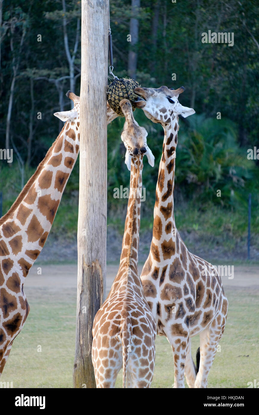 Giraffe - Australia Zoo Stock Photo - Alamy