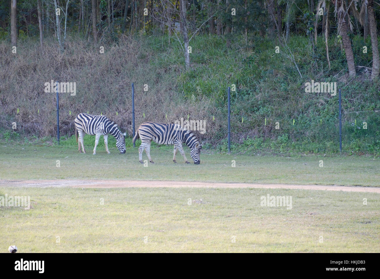 Zebra - Australia Zoo Stock Photo - Alamy