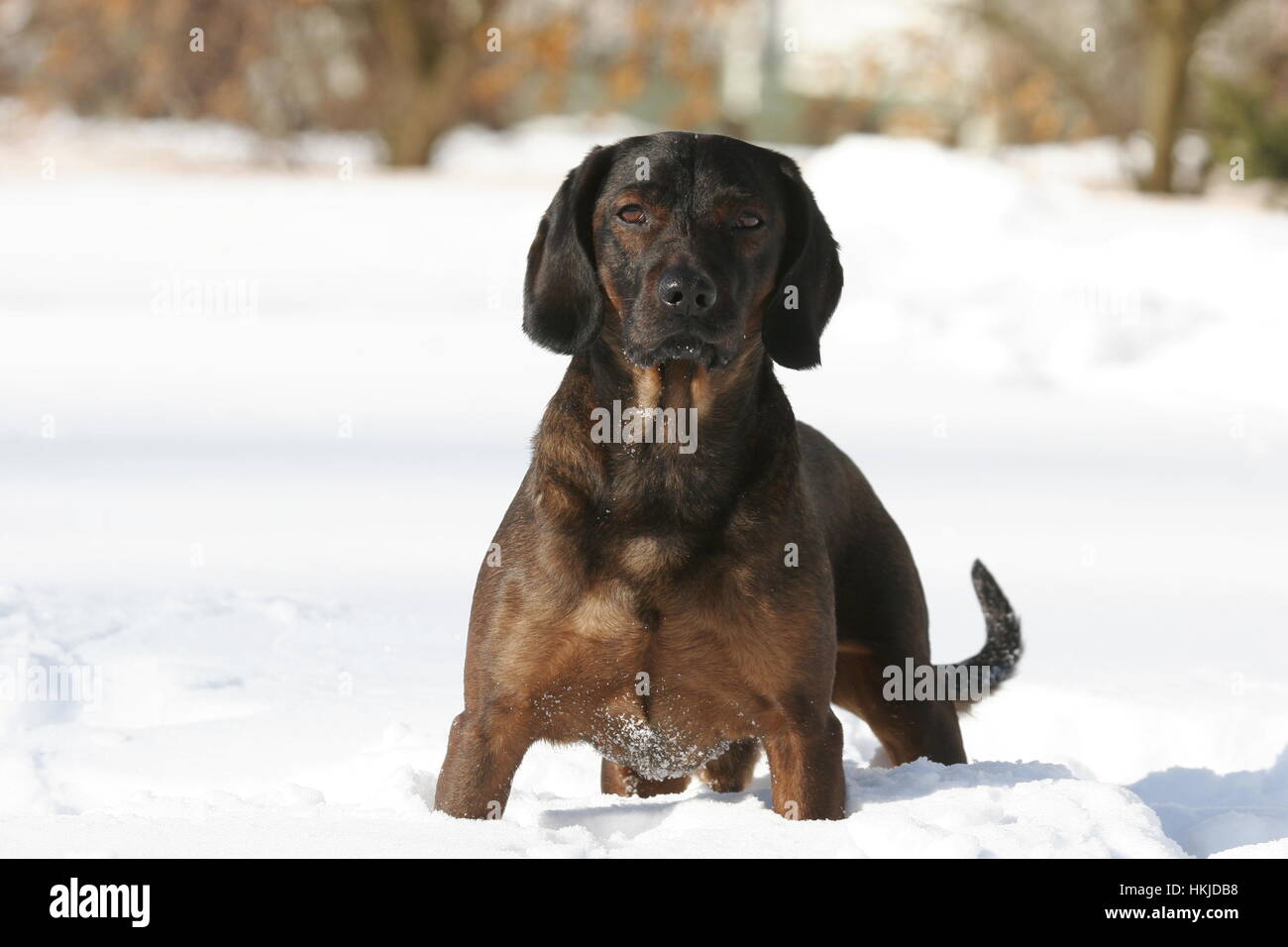 Best dogs breeds in europe hi-res stock photography and images - Alamy