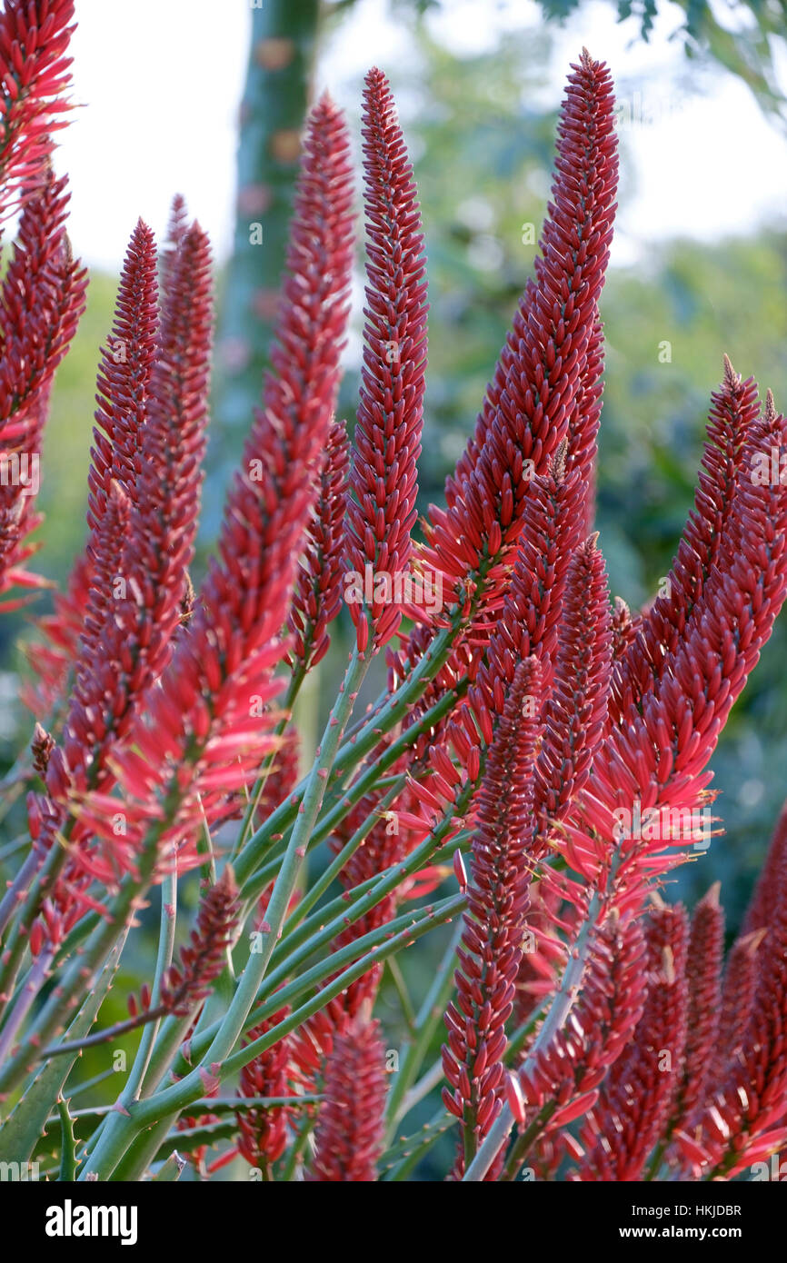 Aloe ferox plant hi-res stock photography and images - Alamy