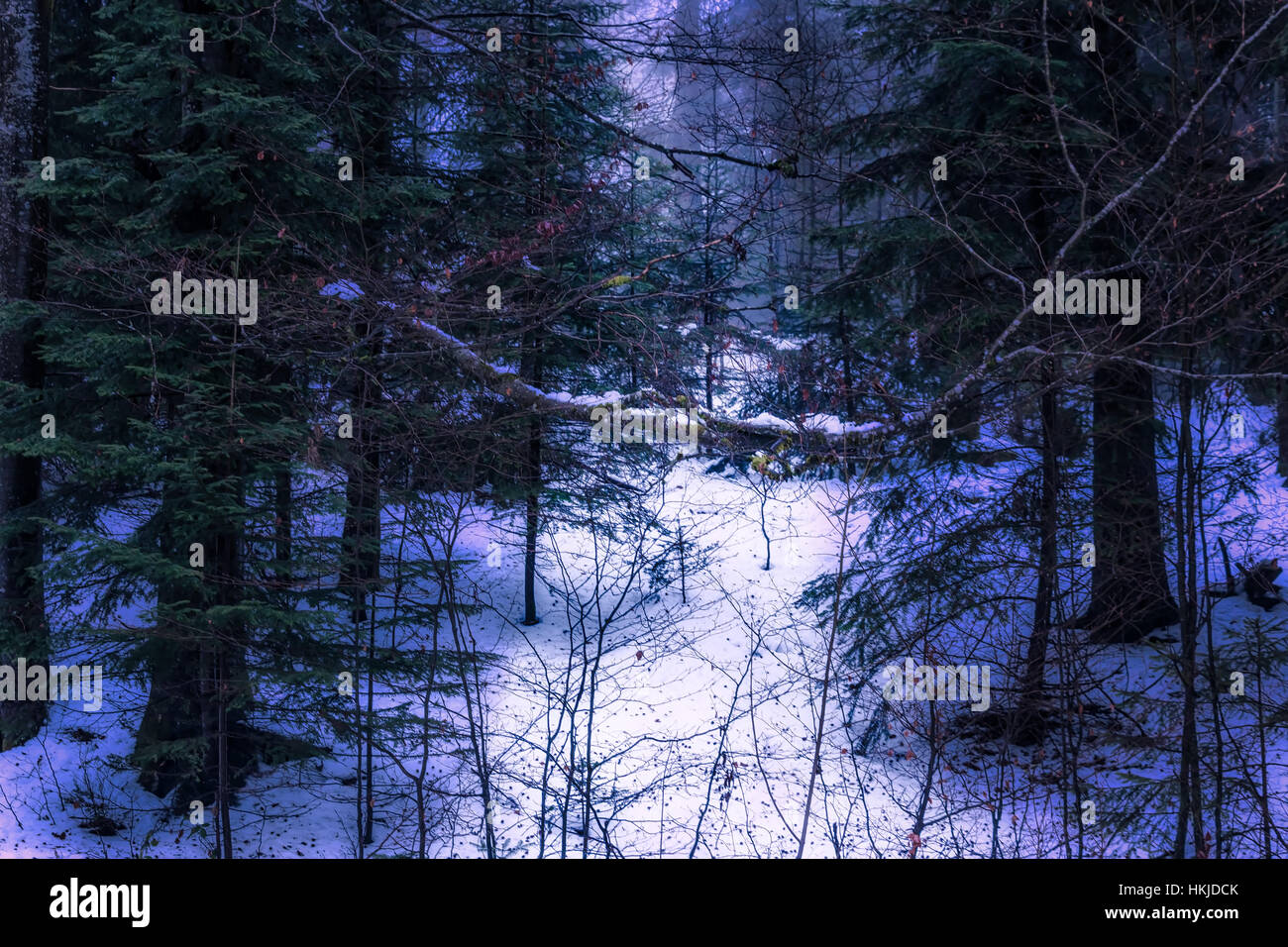 Light shaft path forest hi-res stock photography and images - Alamy