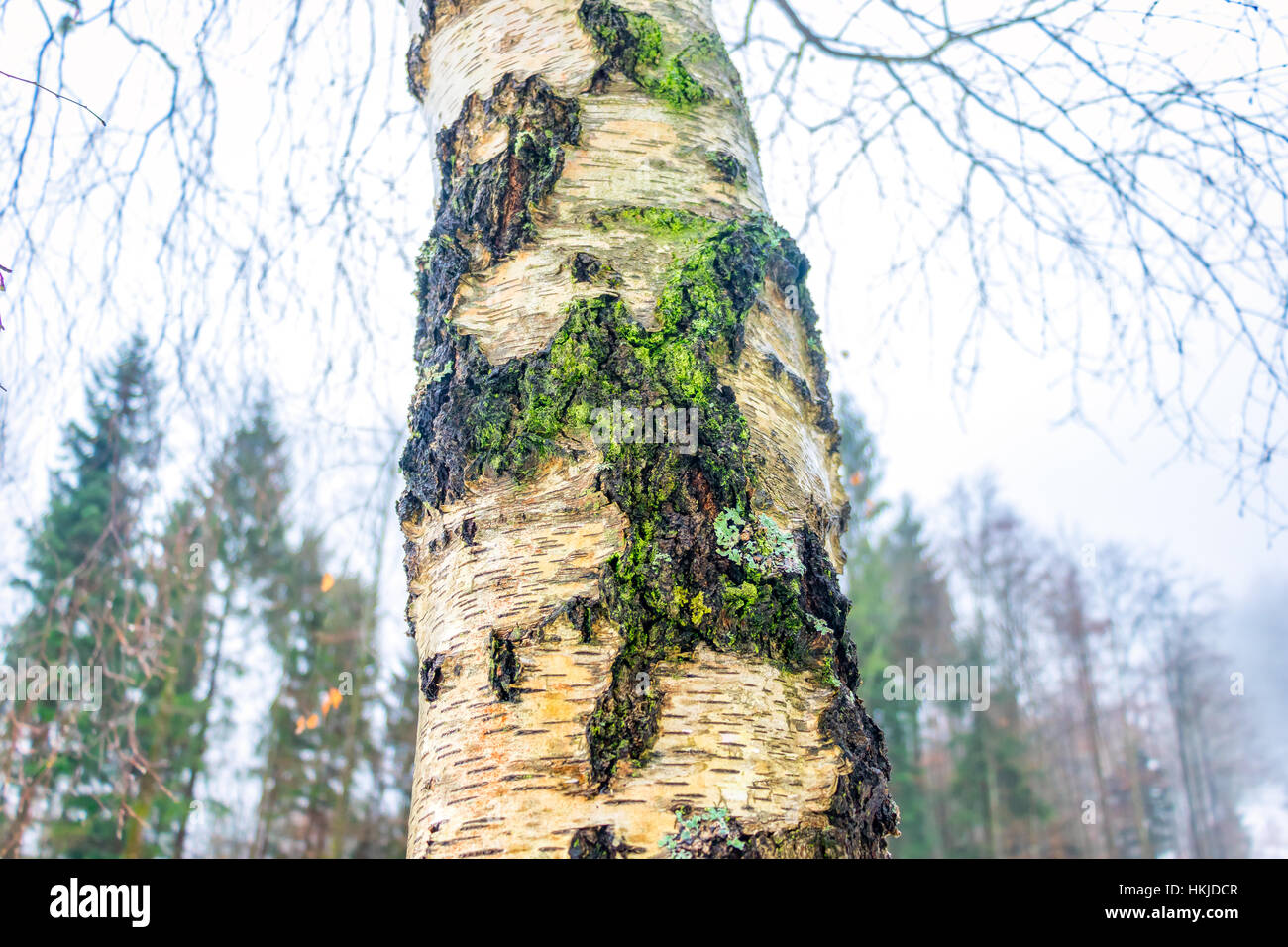 Black pine tree trunk hi-res stock photography and images - Alamy