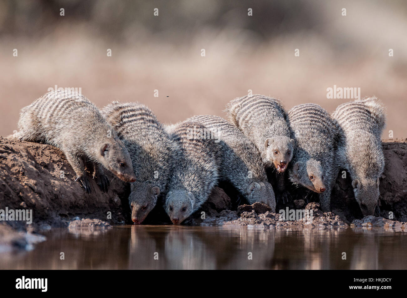 Water Mongoose High Resolution Stock Photography and Images - Alamy